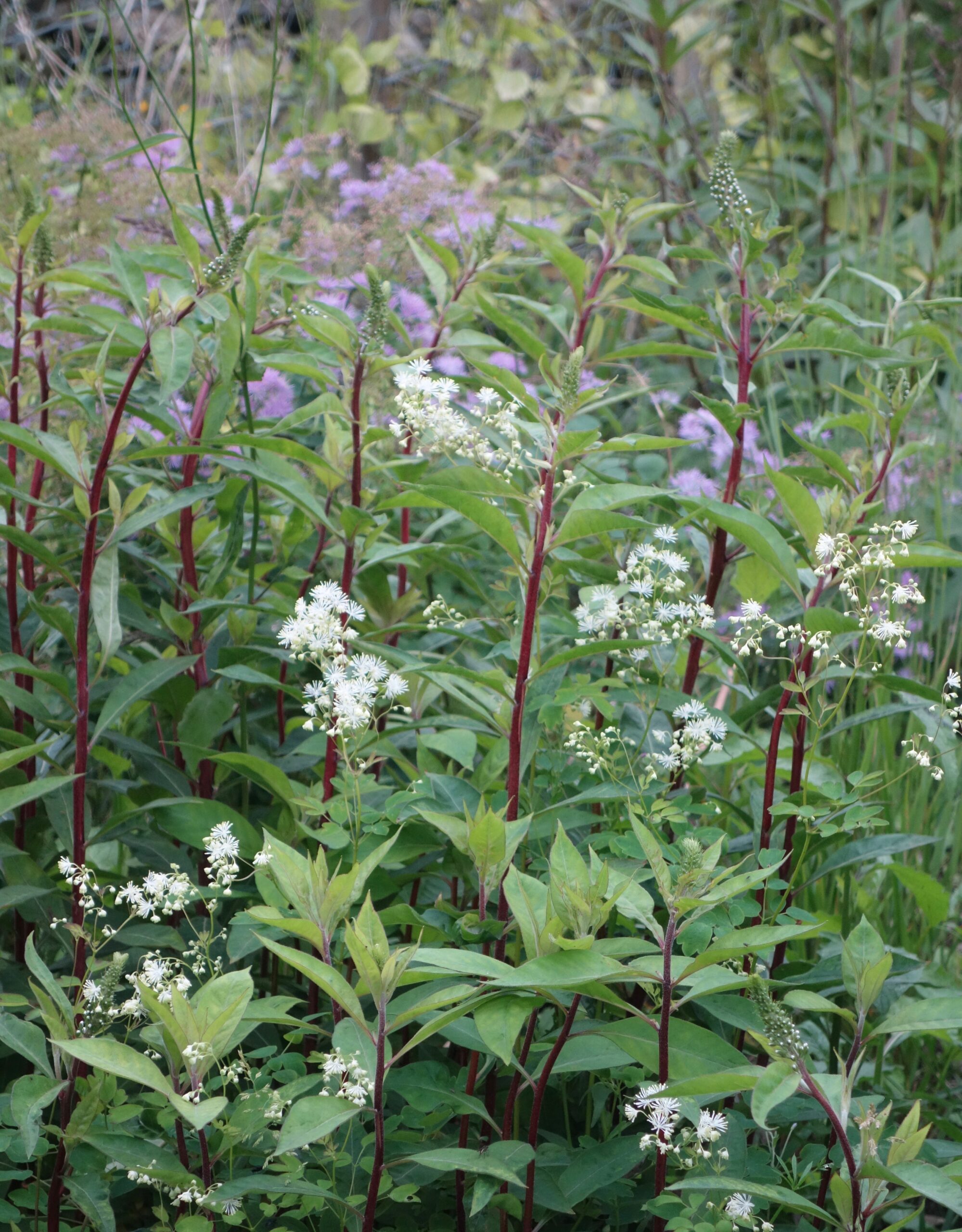 Converted Stables, Lake District- clone - Saskia Flores Gardens